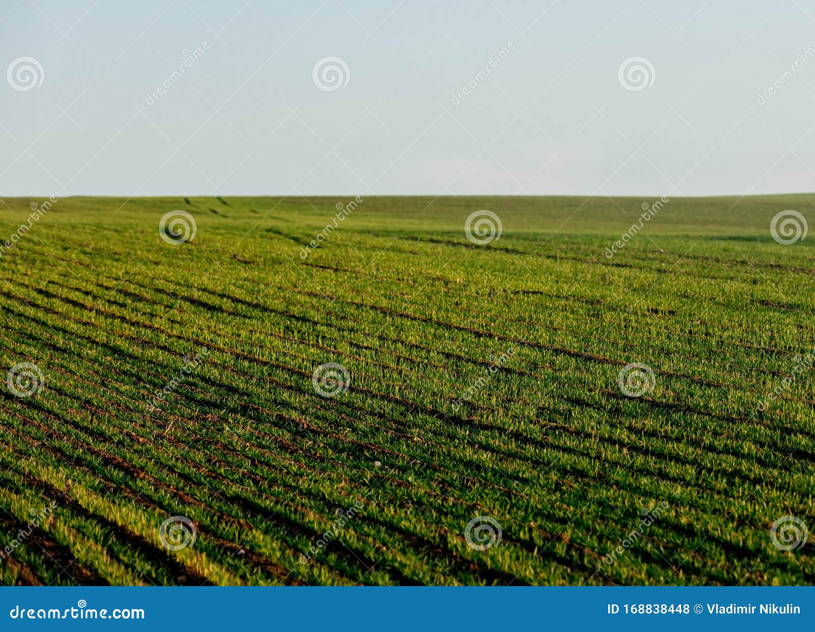 View on Rows of Wheat Seedlings in December Stock Photo - Image of ...