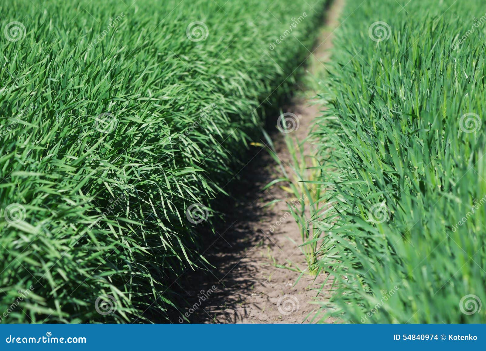 Rows of wheat stock photo. Image of green, crop, meadow - 54840974