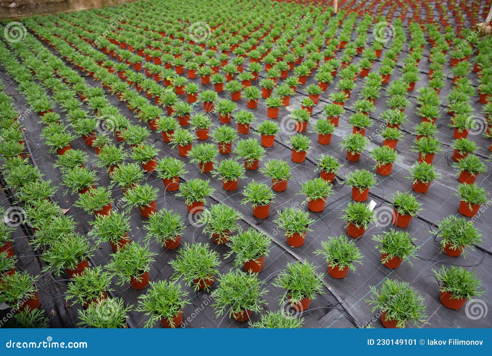 Rows of White Perc Plants in Pots in Greenhouse Stock Image - Image of ...