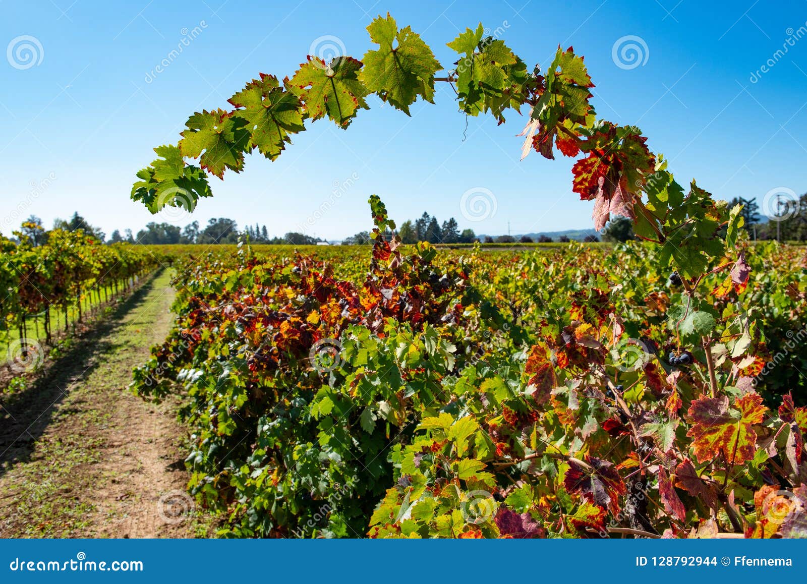 Rows of Wine Grapes in a Field Stock Photo - Image of ripe, nature ...