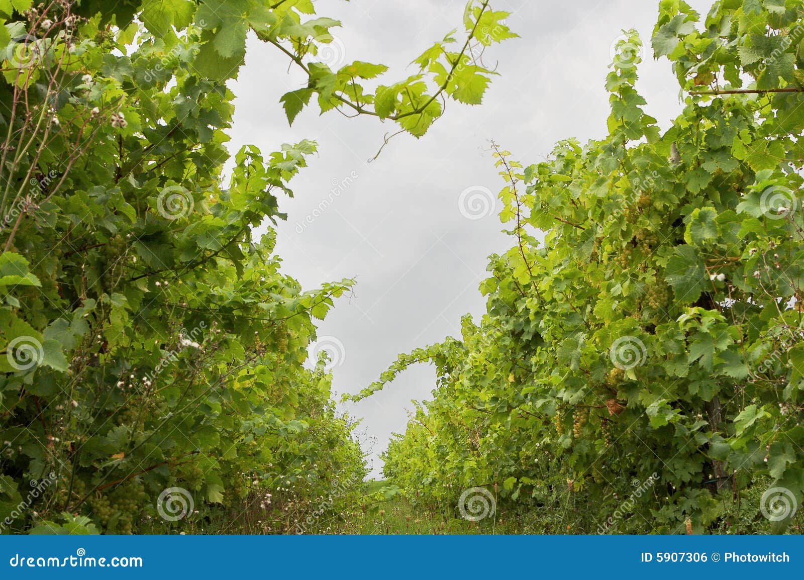 Rows in a winery stock photo. Image of wine, summer, farm - 5907306