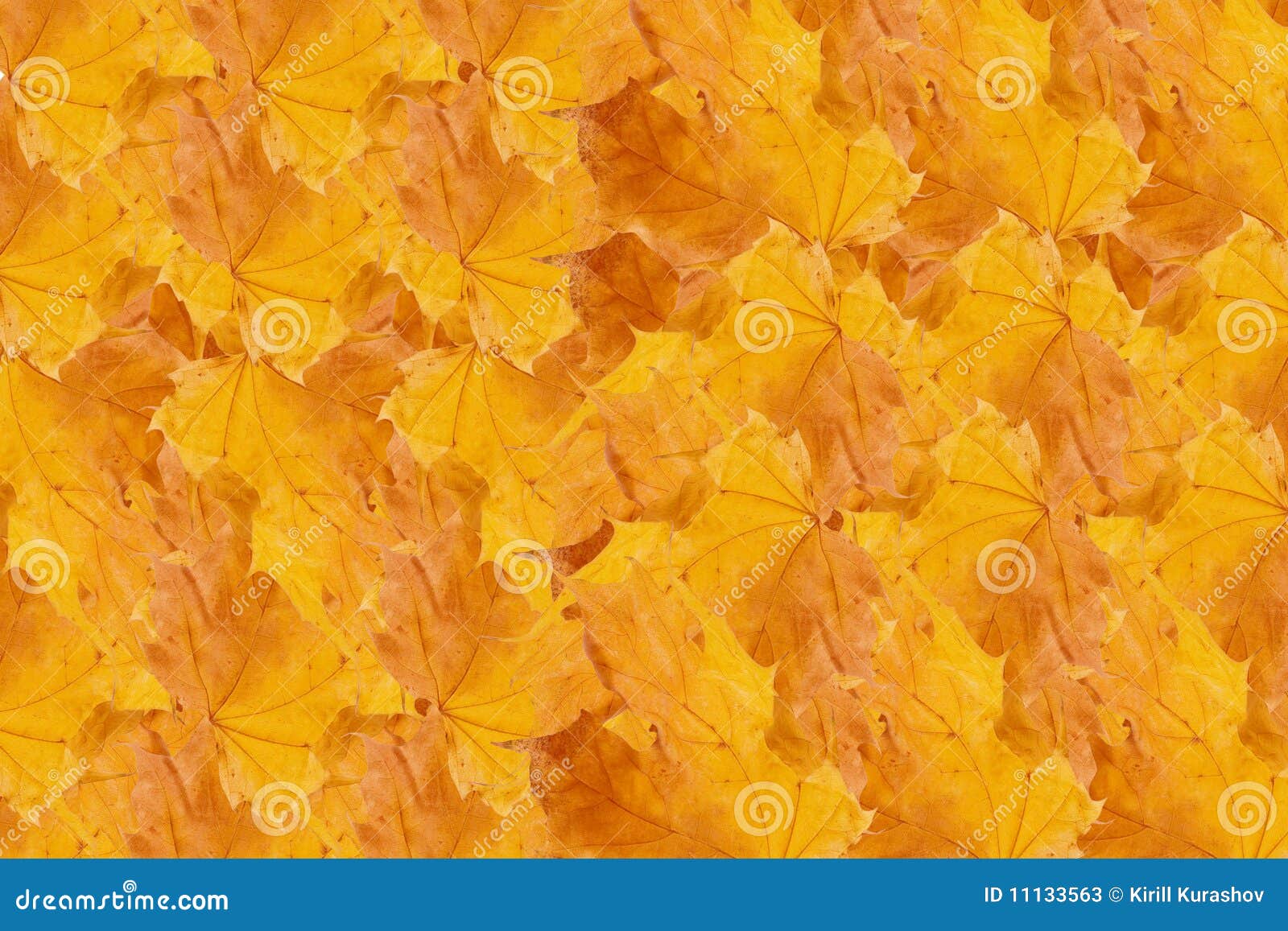 Rows of Yellow Maple Leaves Stock Image - Image of natural, colored ...