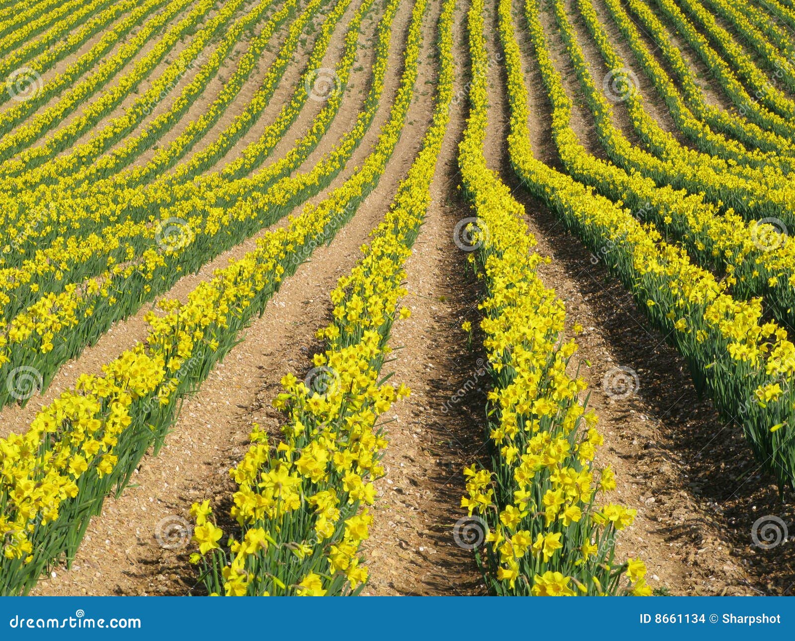 Rows of Yellow Spring Daffodil Flowers. Stock Photo - Image of cornish ...