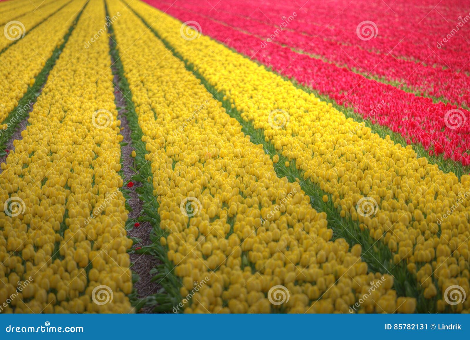 Rows of Yellow Tulips in Dutch Stock Image - Image of colorful ...
