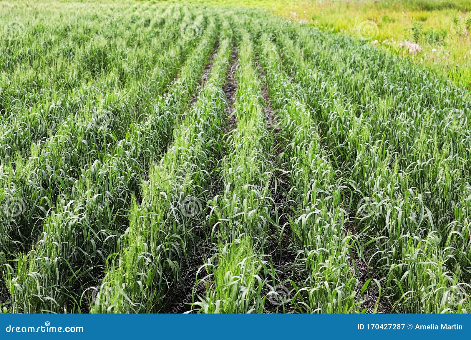 Rows of Young Barley Growing in Rows in a Field Stock Image - Image of ...