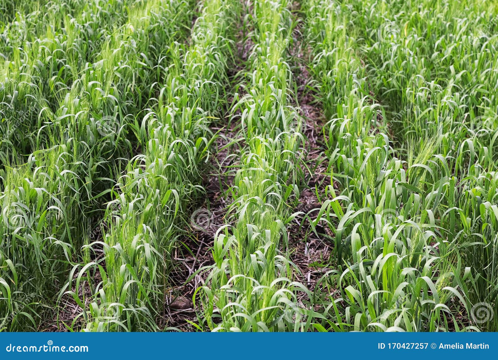 Rows of Young Barley Growing in Rows in a Field Stock Image - Image of ...