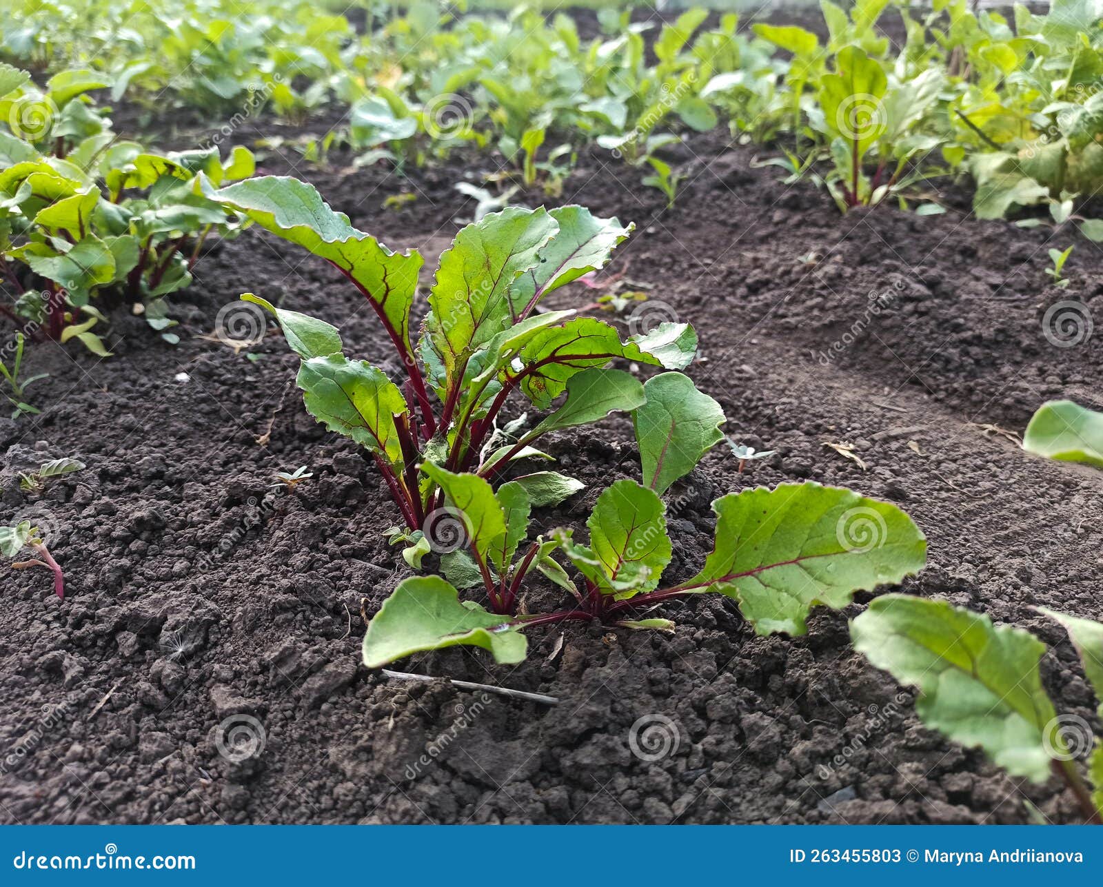 Rows of Young Beet Plants in the Vegetable Garden. Stock Image - Image ...
