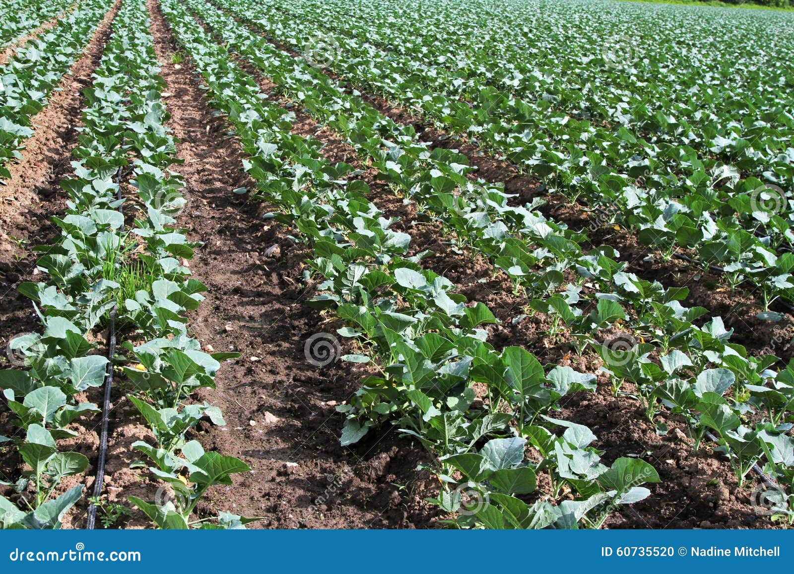 Rows of Young Cabbage Plants Growing on a Farm Stock Photo - Image of ...
