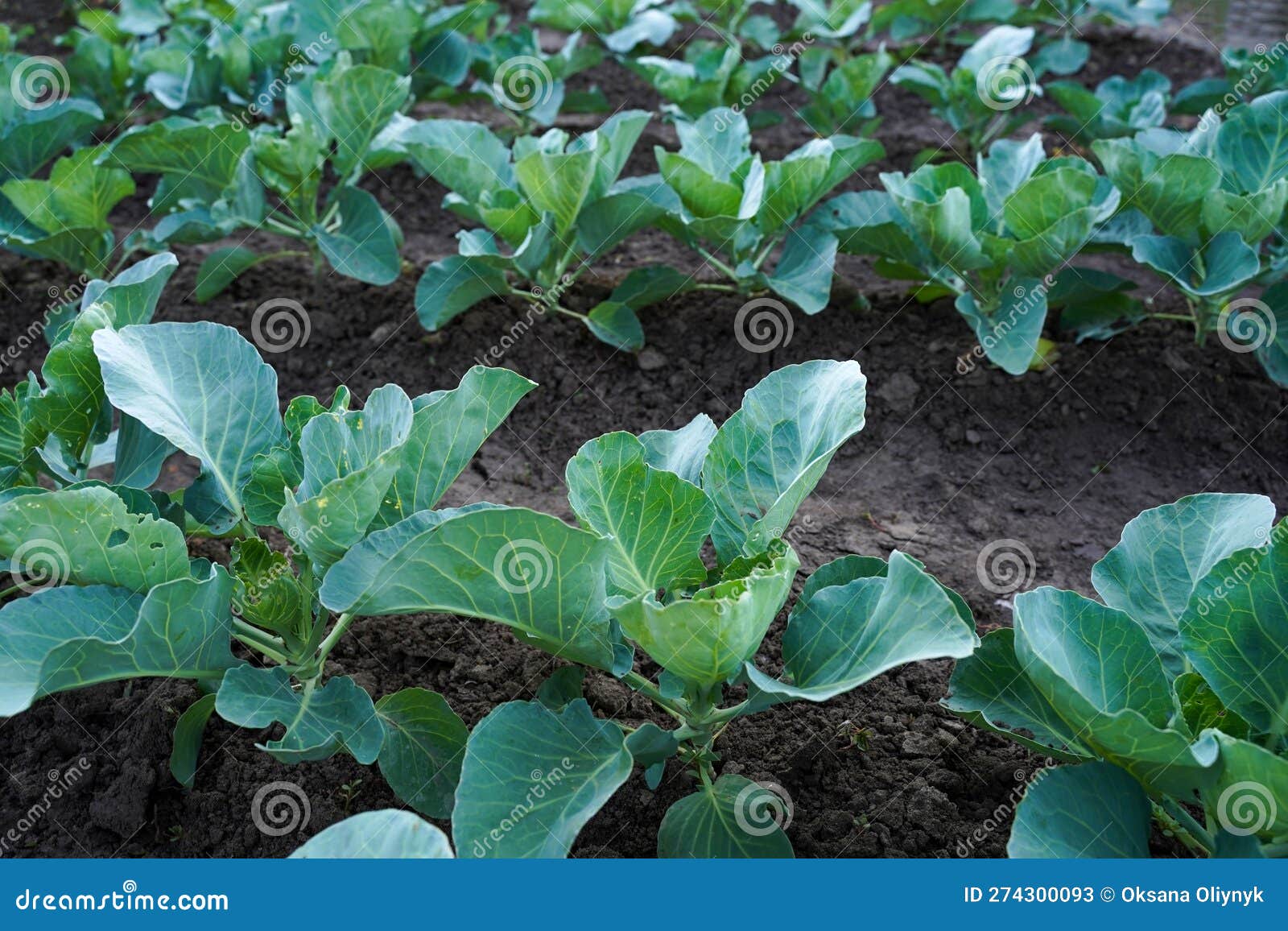 Rows of Young Cabbage. Young Cabbage Growing in Gardening Stock Image ...
