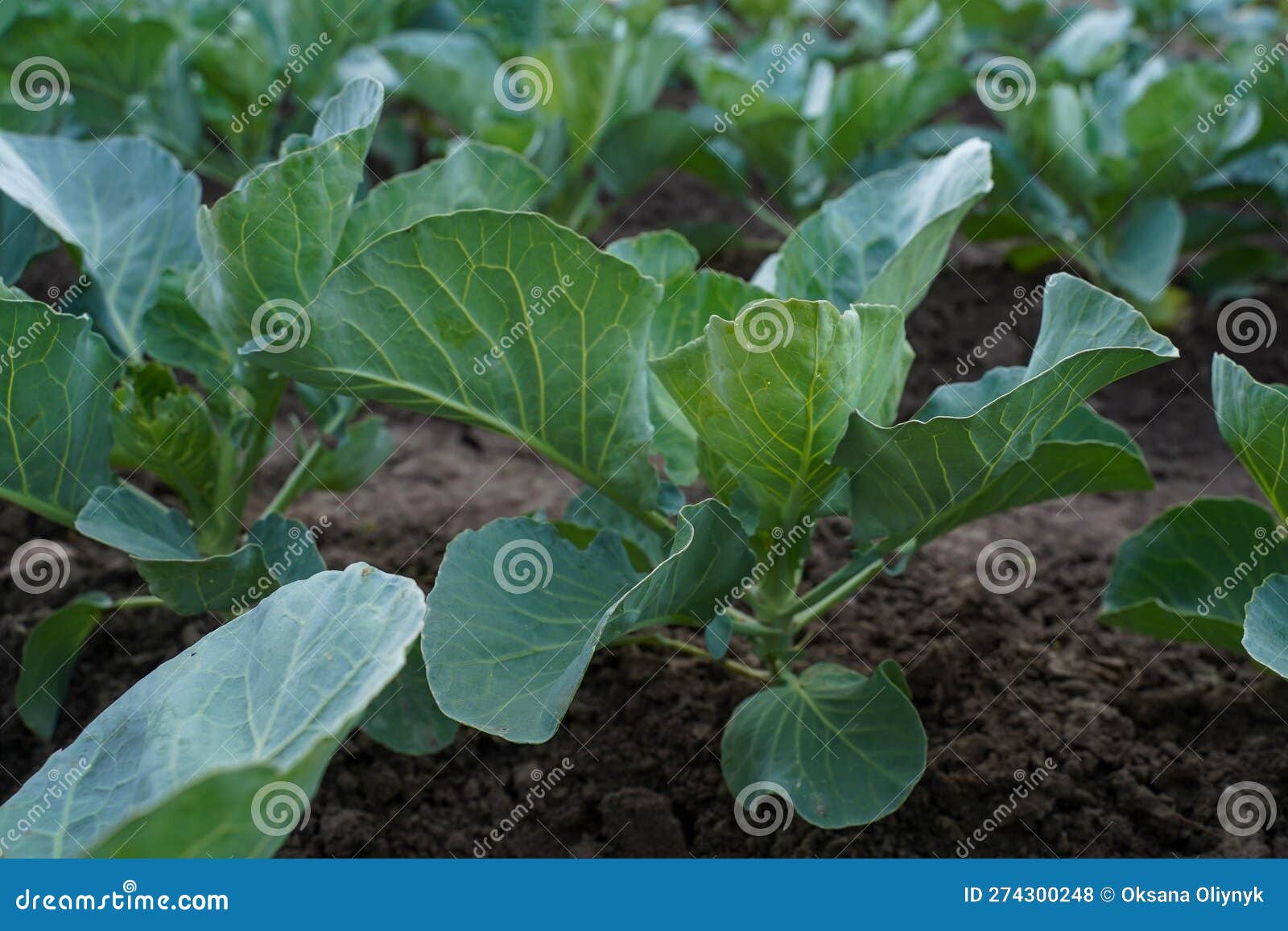 Rows of Young Cabbage. Young Cabbage Growing in Gardening Stock Photo ...