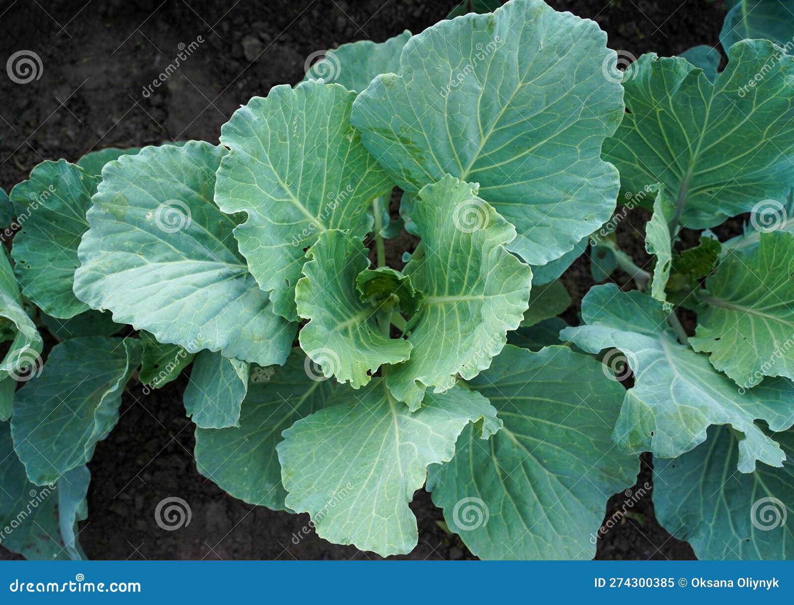 Rows of Young Cabbage. Young Cabbage Growing in Gardening Stock Image ...