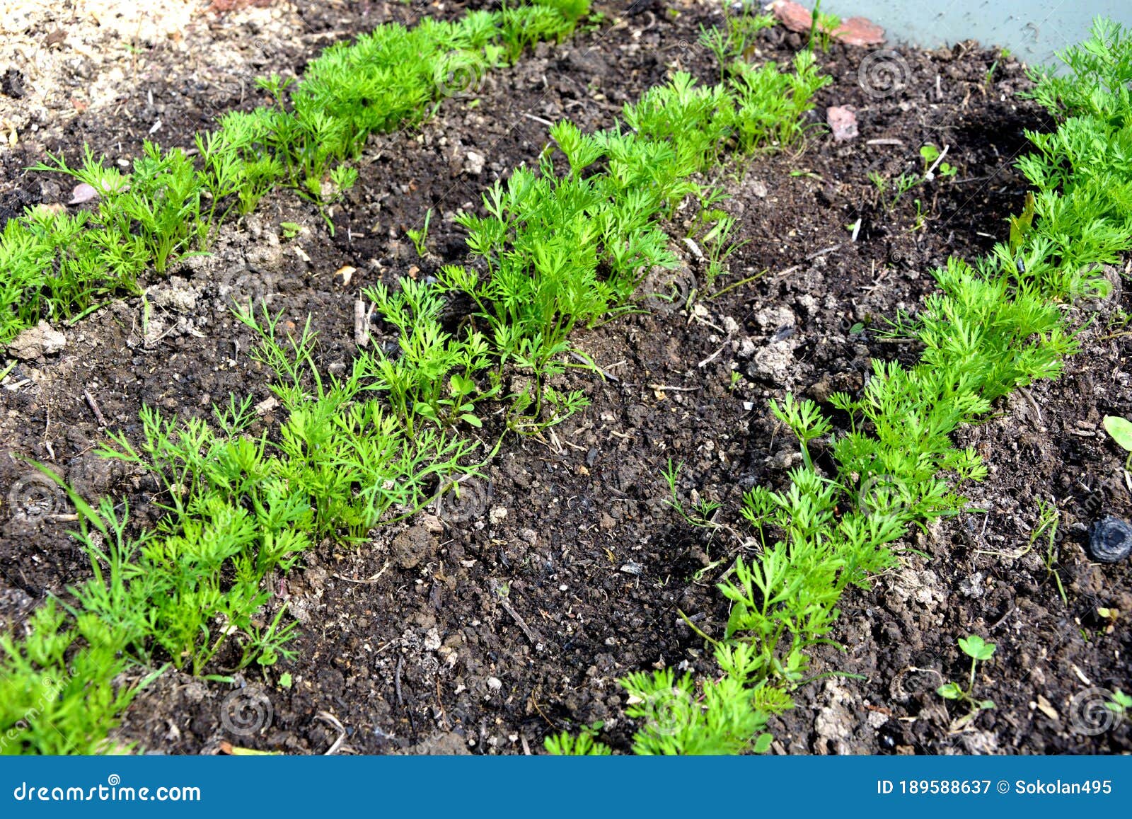 Rows of Young Carrots. Shoots of Carrots. Stock Image - Image of growth ...