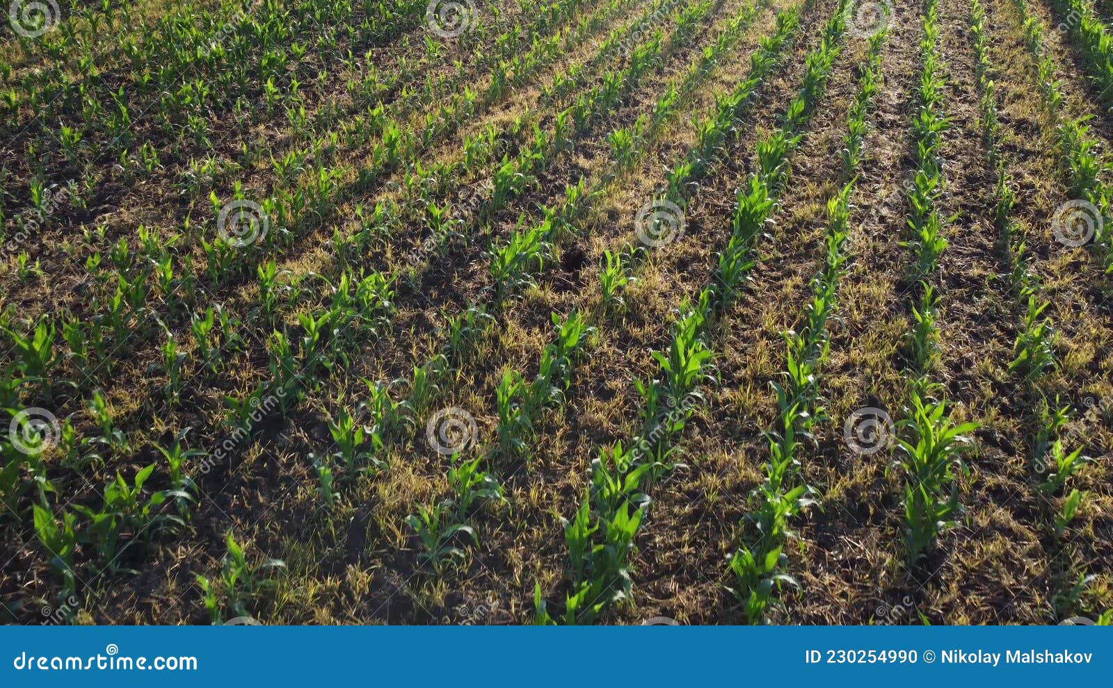 Rows of Young Corn in the Field of Agriculture. Stock Photo - Image of ...