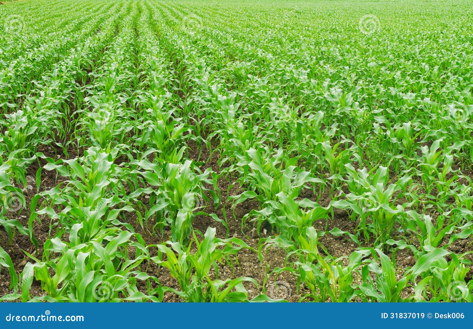 Rows of young corn field stock image. Image of scenic - 31837019