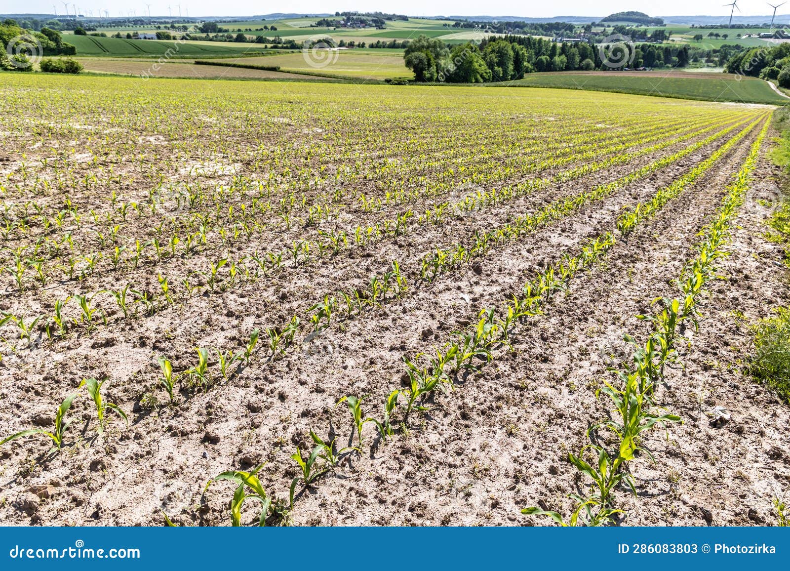 Rows of Young Corn Planted in a Field Stock Image - Image of ...