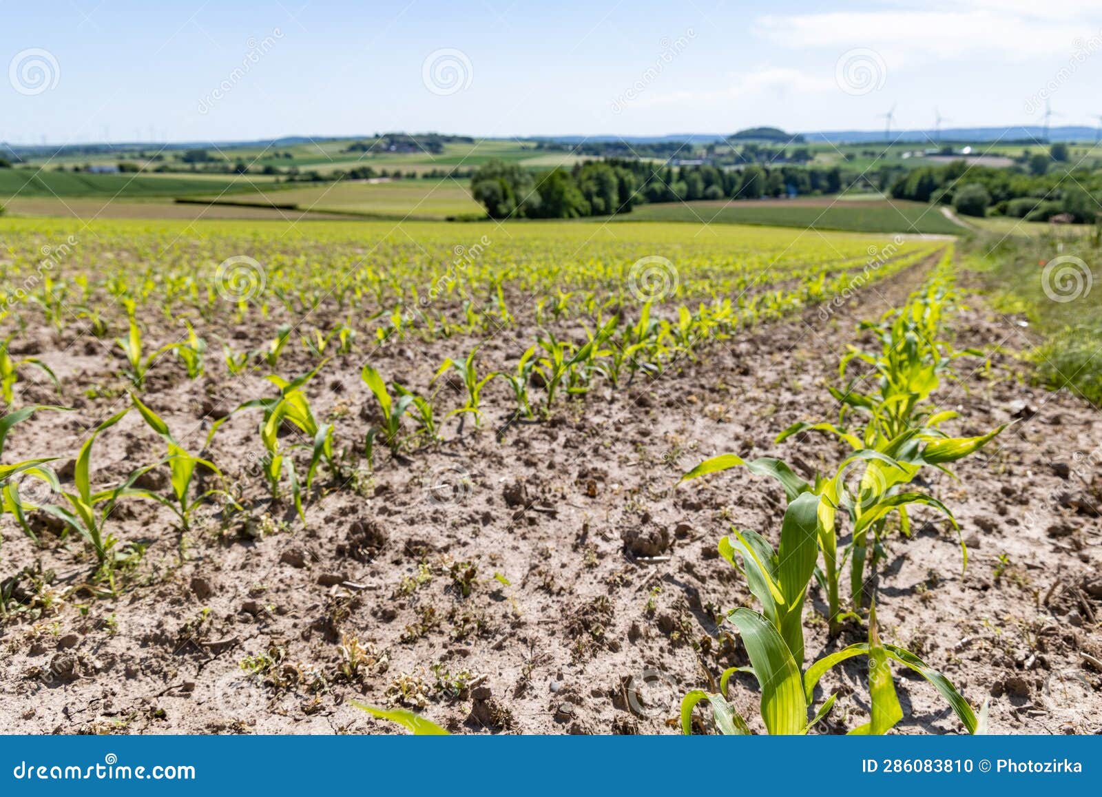Rows of Young Corn Planted in a Field Stock Photo - Image of farming ...