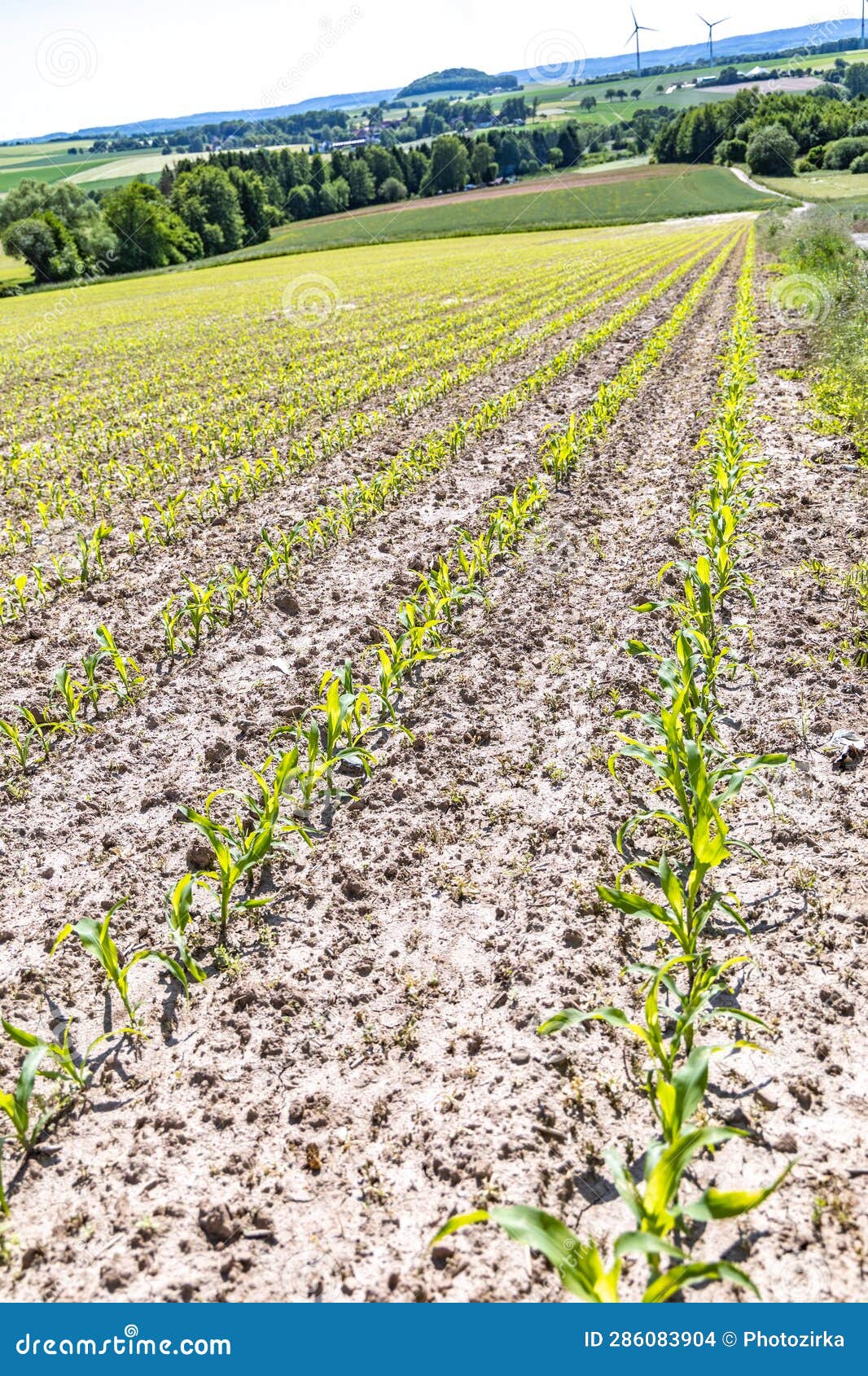 Rows of Young Corn Planted in a Field Stock Photo - Image of horizon ...
