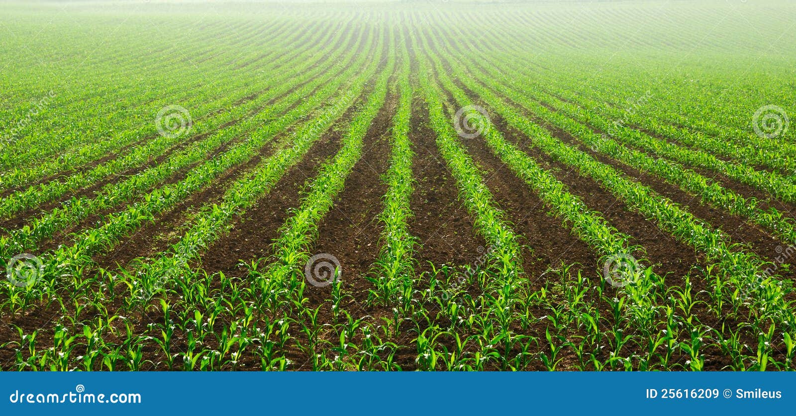 Rows of young corn plants stock image. Image of botany - 25616209