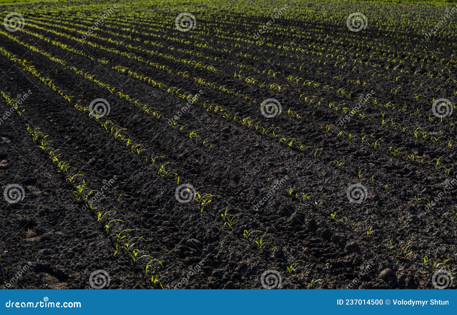 Rows of Young Corn Plants on a Moist Field in a Spring. Stock Photo ...