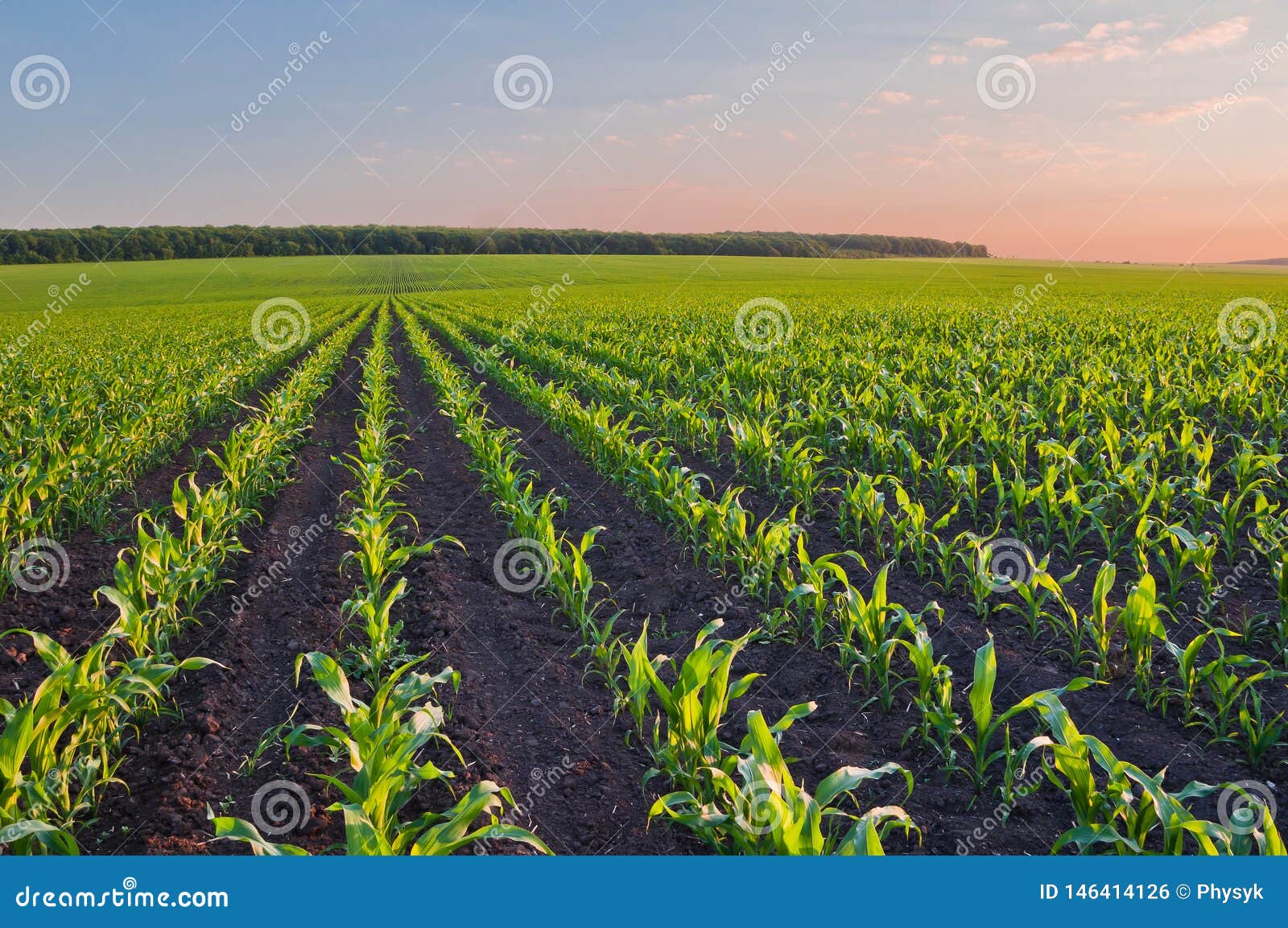 Rows of Young Corn Shoots on a Cornfield Stock Photo - Image of field ...