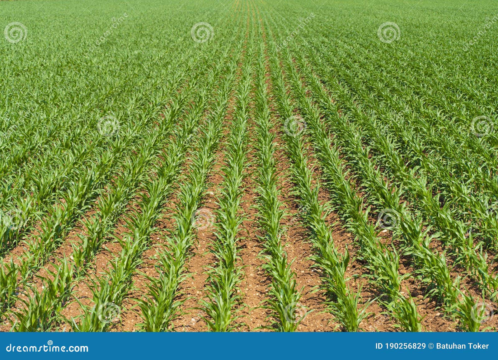 Rows of Young Corn Shoots on a Cornfield Stock Image - Image of food ...