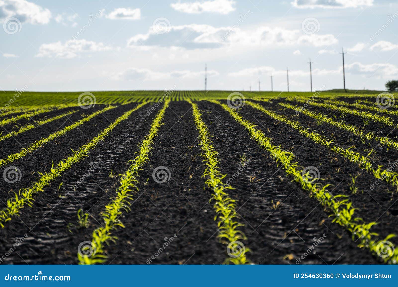 Rows of Young Corn Shoots on a Cornfield. Agriculture. Growing Sweet ...