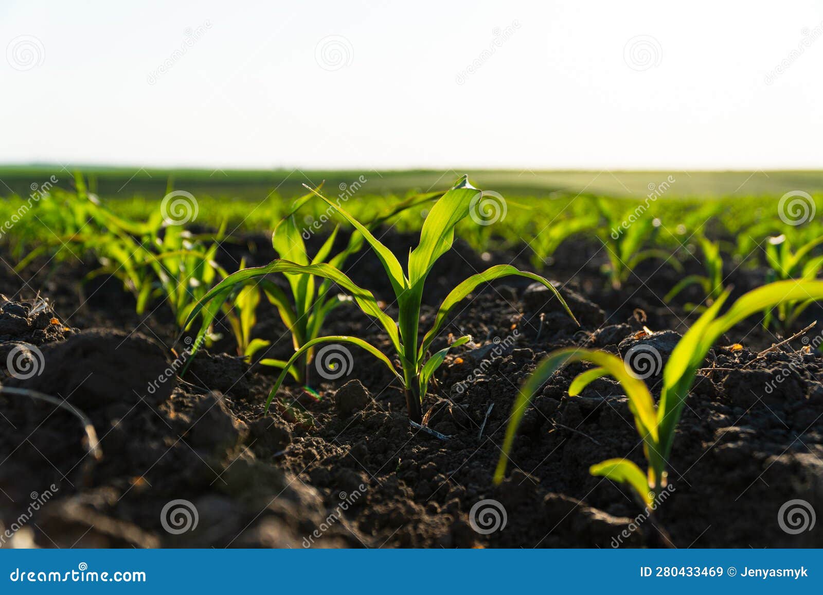 Rows of Young Corn Shoots on a Cornfield. Young Green Corn Grows on a ...