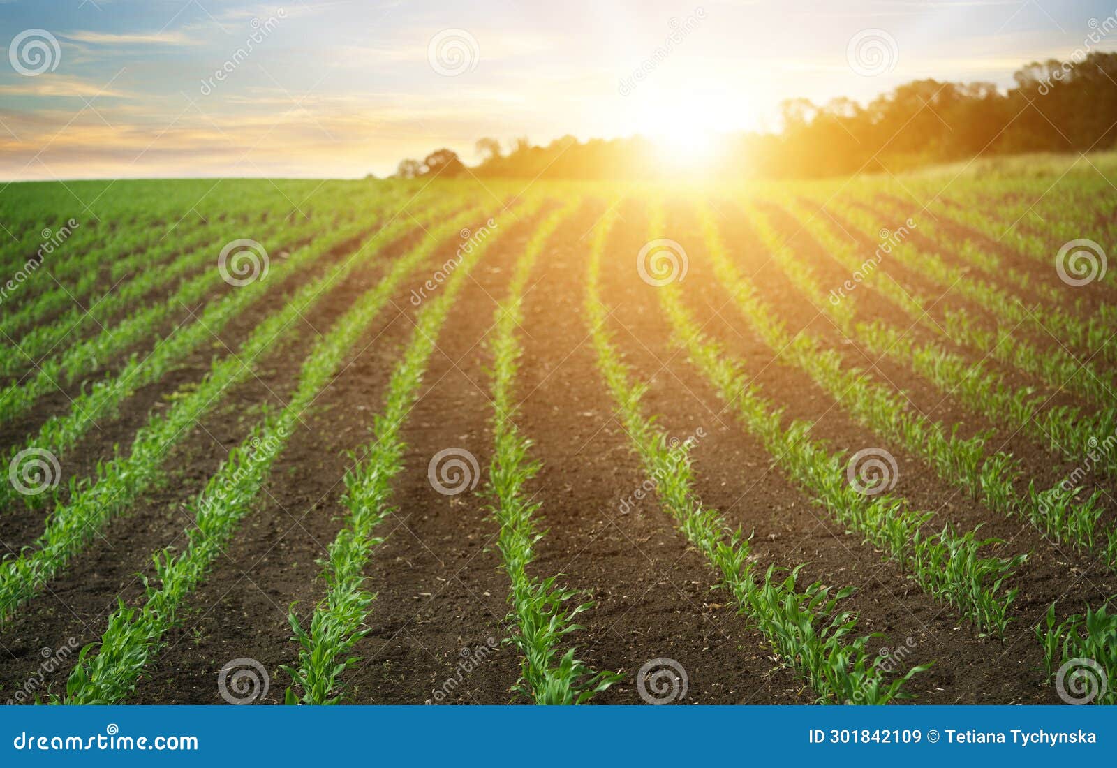 Rows of Young Corn Sprouts on a Field Over the Sunrise. Stock Image ...
