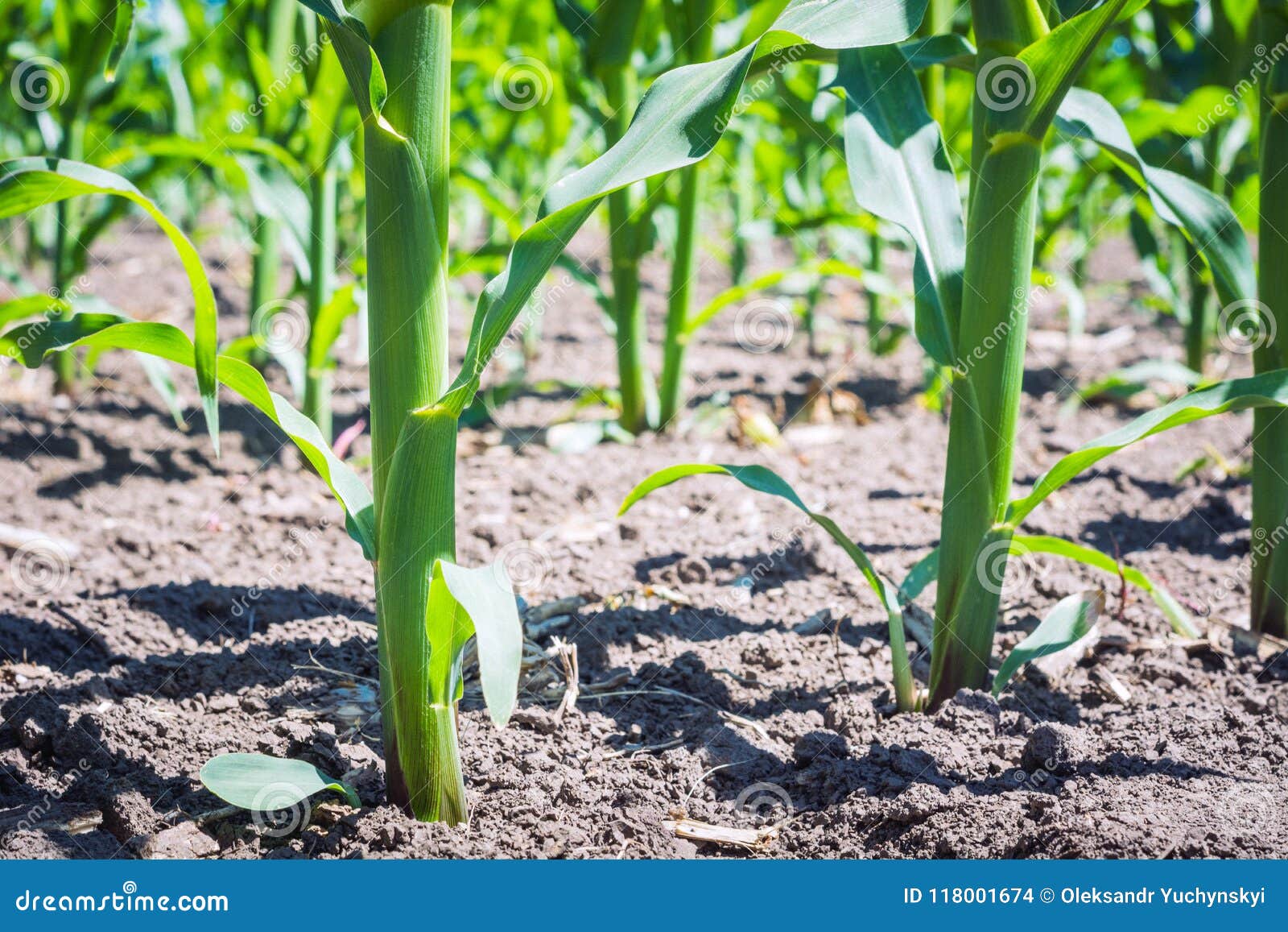 Rows of Young Corn Stalks on the Field in Clay Soil, Seeded on the ...