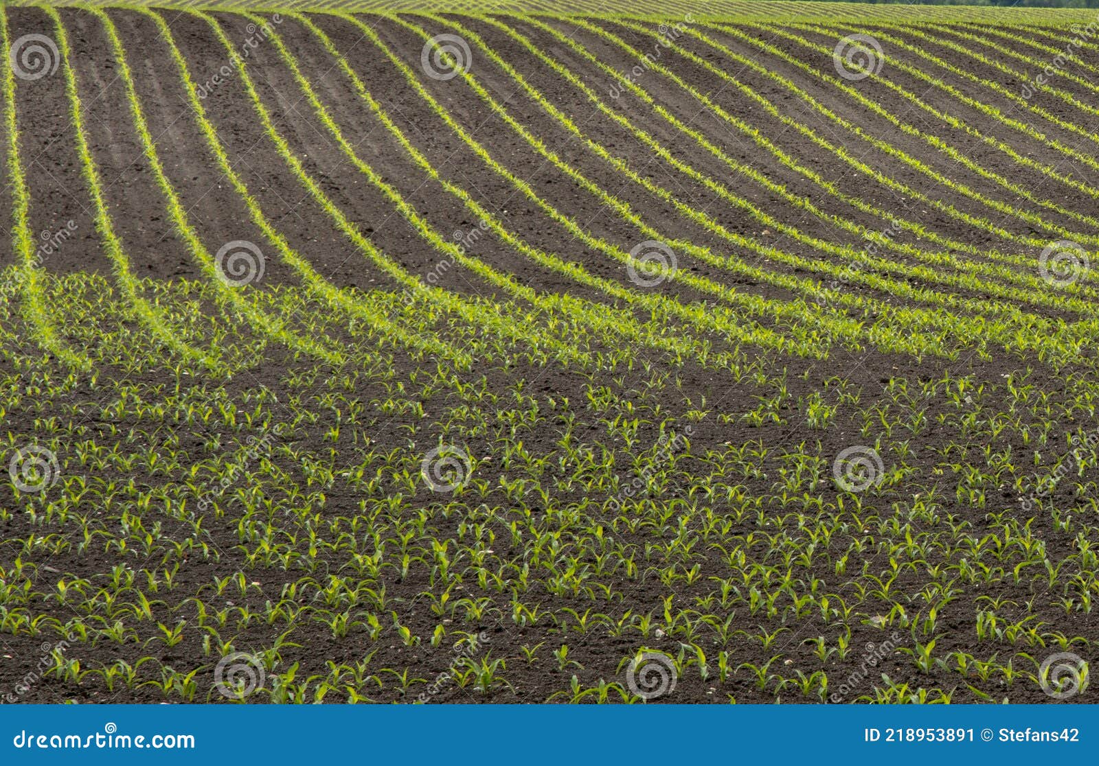 Rows of Young Corn Zea Mays in the Spring. Agricultural Field with ...