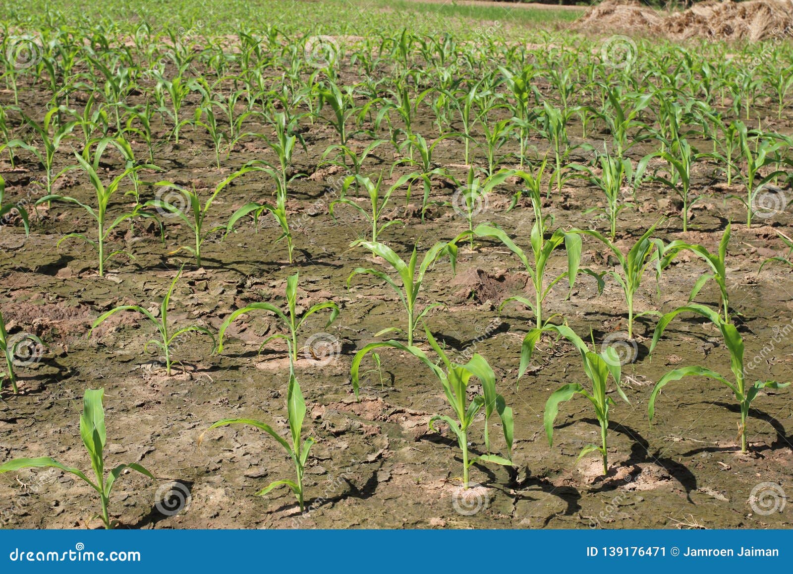Rows of Young, Freshly Germinated Corn Plants Stock Image - Image of ...