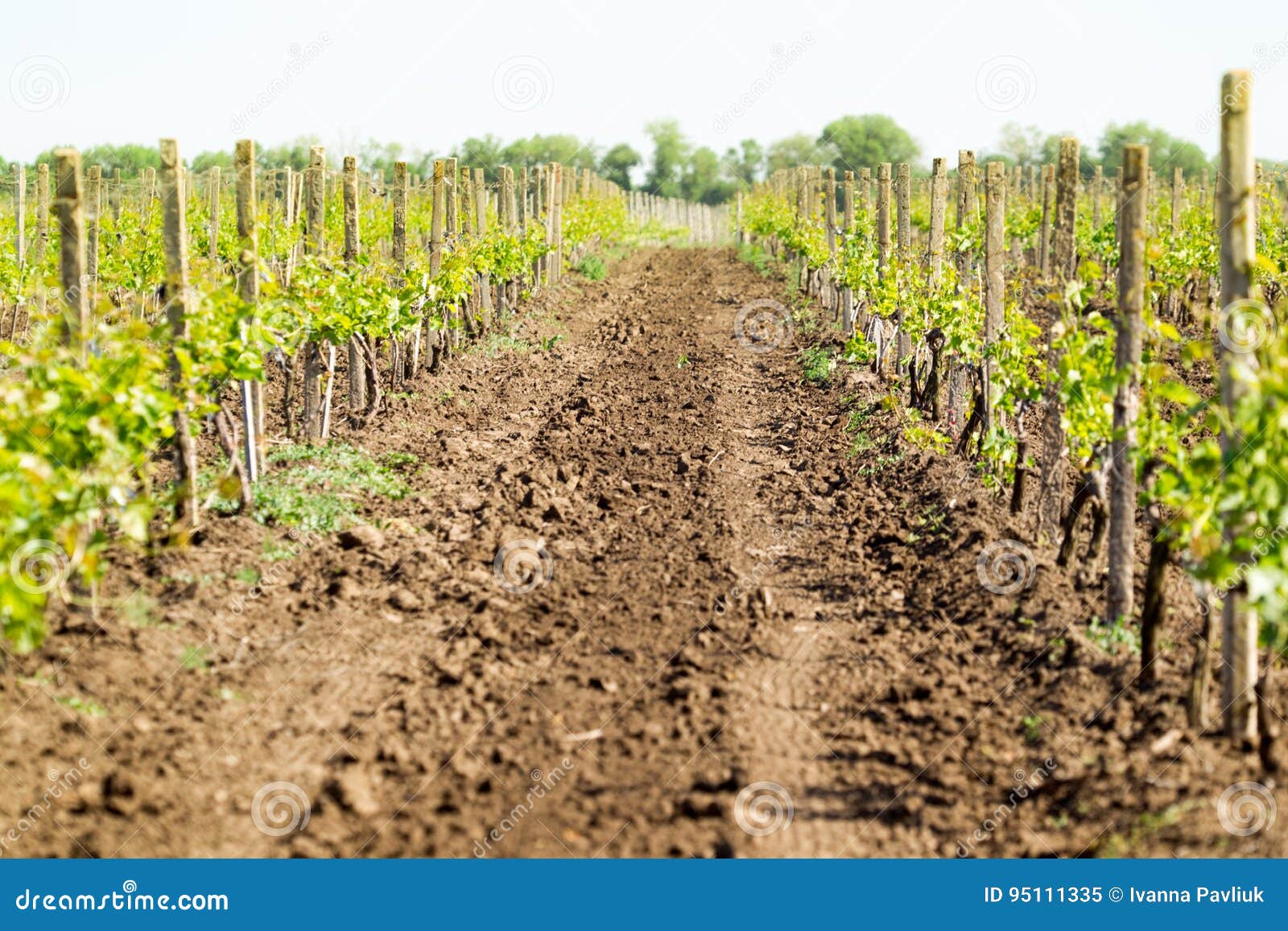 Rows of Young Grape Vines Growing. Grapes Vines Being Planted Stock ...