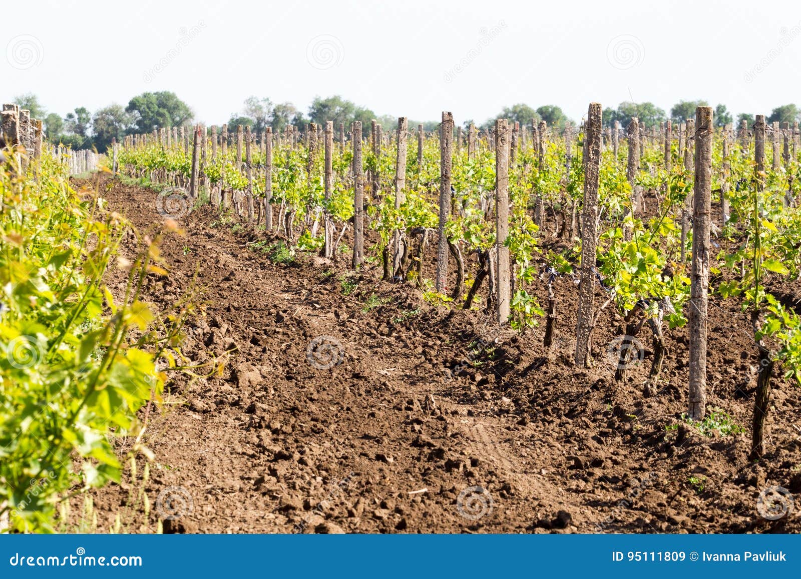 Rows of Young Grape Vines Growing. Grapes Vines Being Planted Stock ...