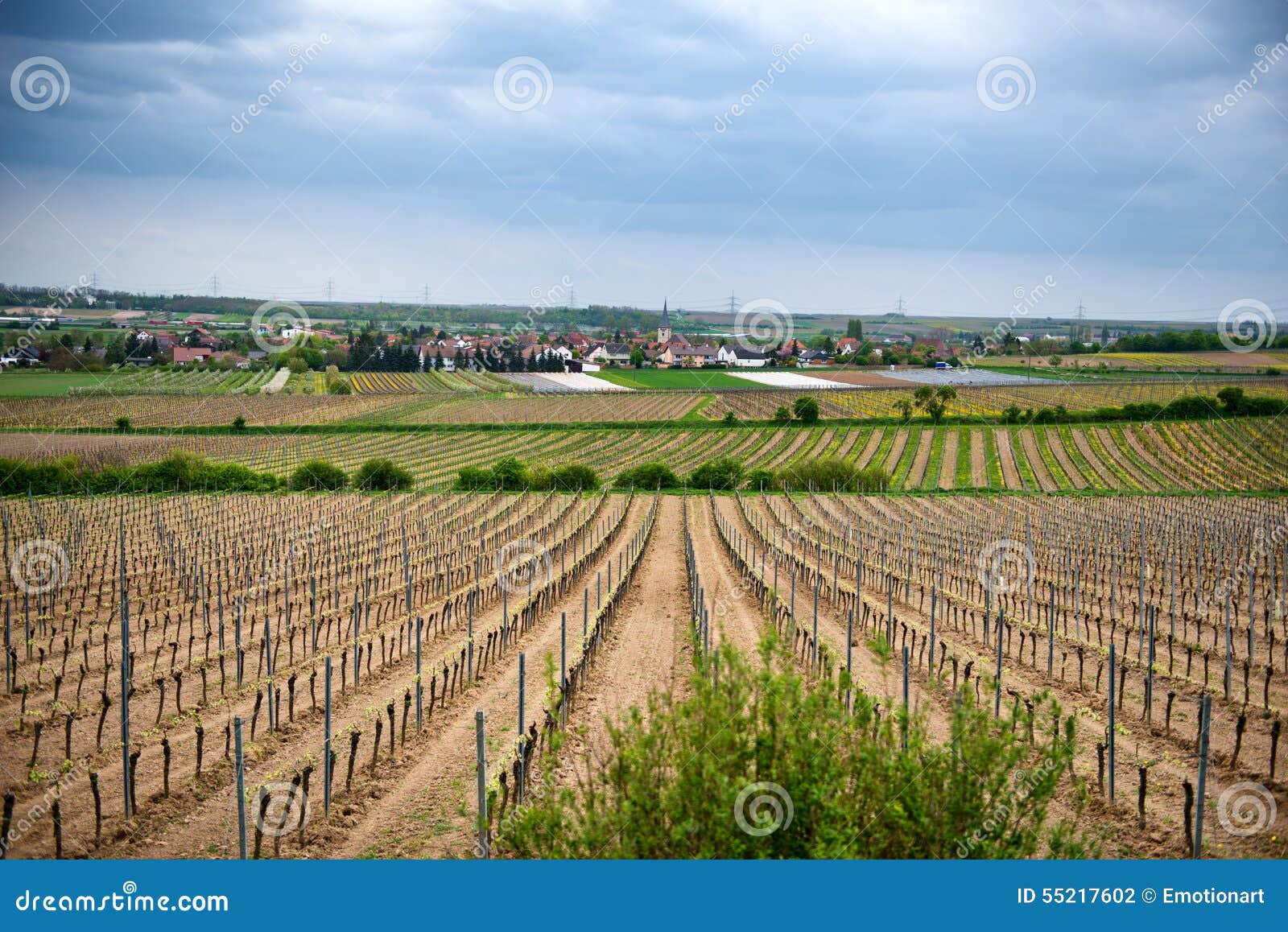 Rows of Young Grape Vines Growing in Winery Fields Stock Photo - Image ...