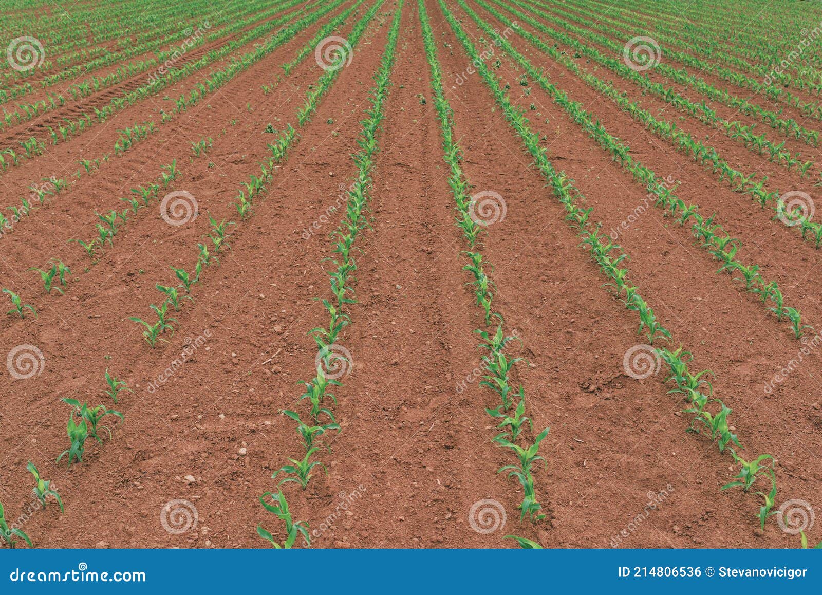 Rows of Young Green Corn Crops Field in Diminishing Perspective Stock ...