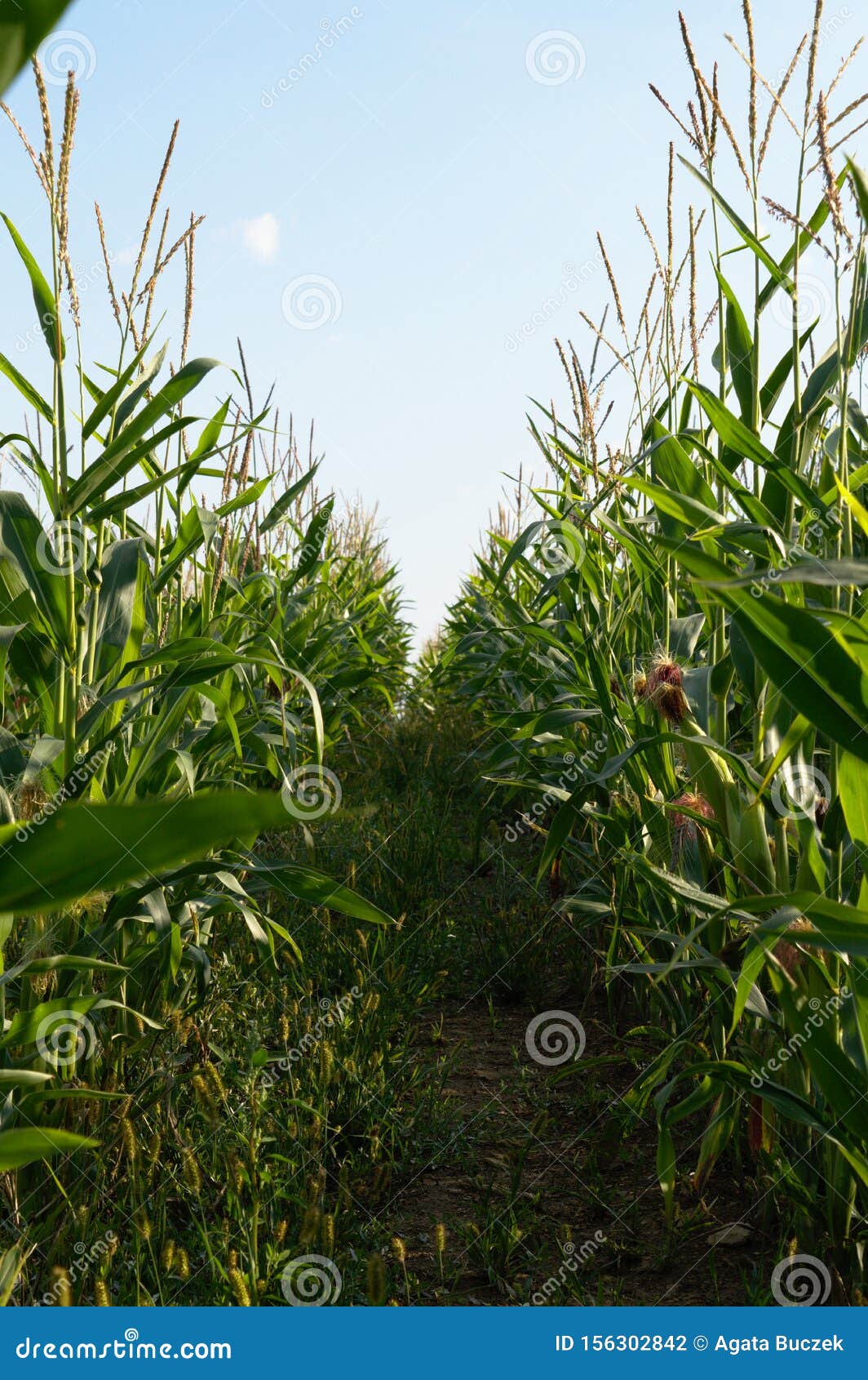 Corn rows in the sun stock photo. Image of field, cornfield - 156302842