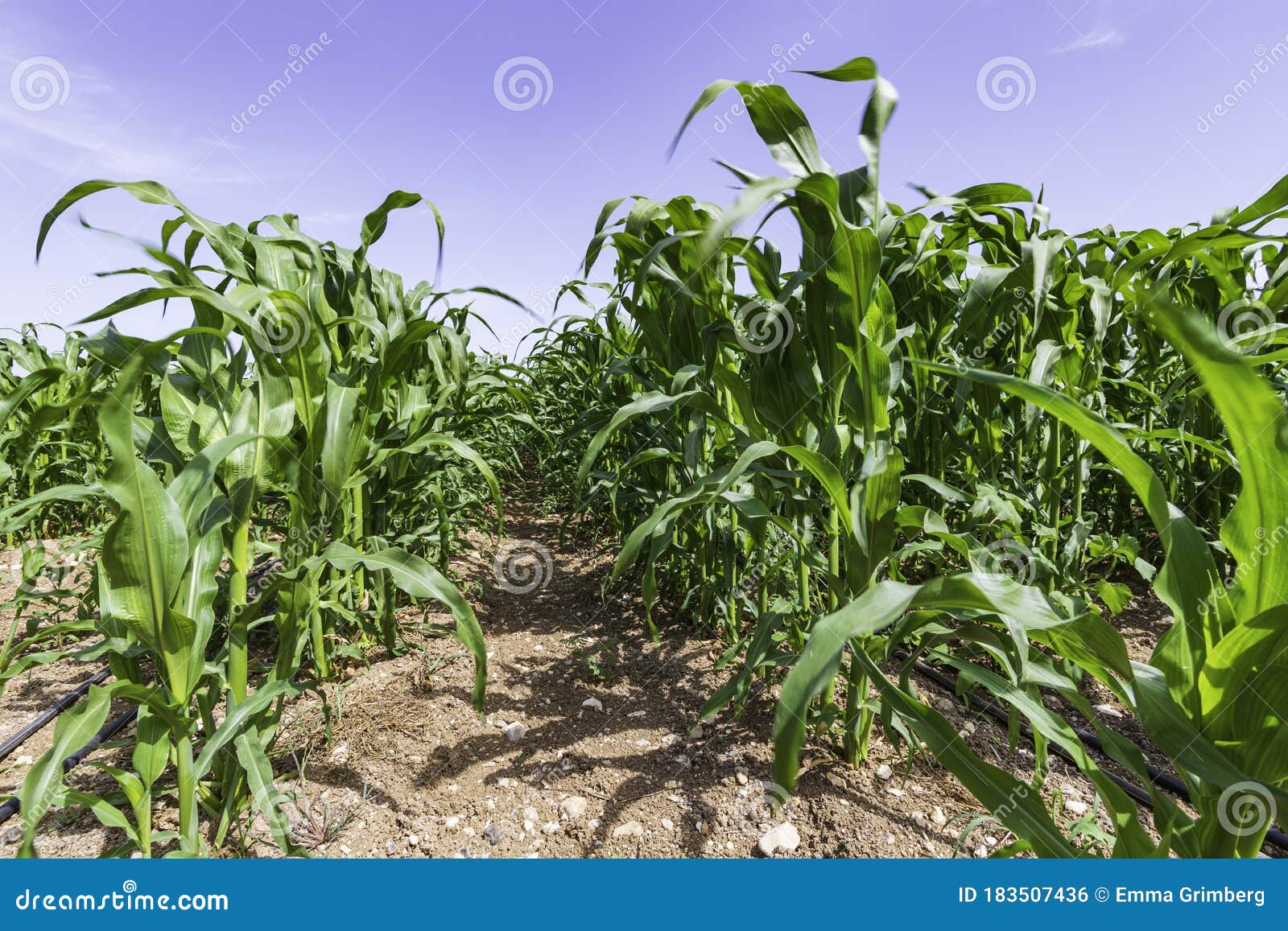 Rows of Young Corn Shoots on an Agricultural Field Stock Photo - Image ...