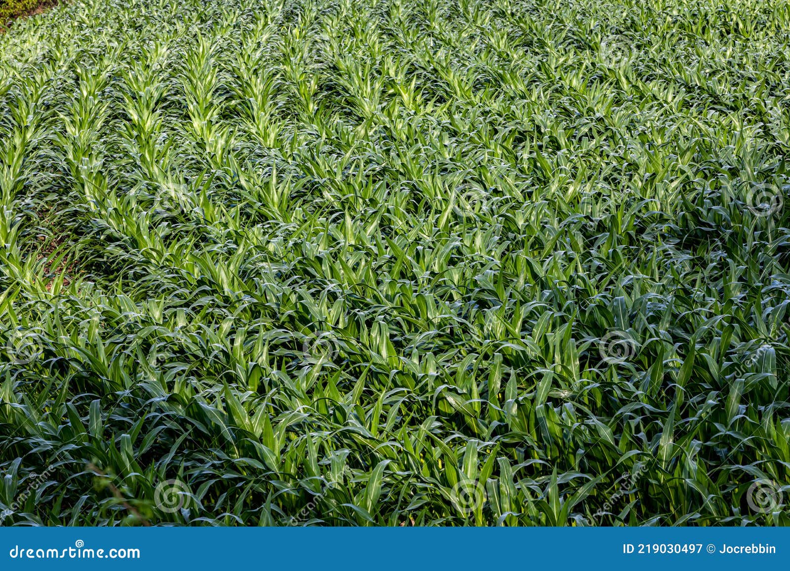 Rows of Young Green, Fresh Corn Shoots on a Cornfield Stock Image ...
