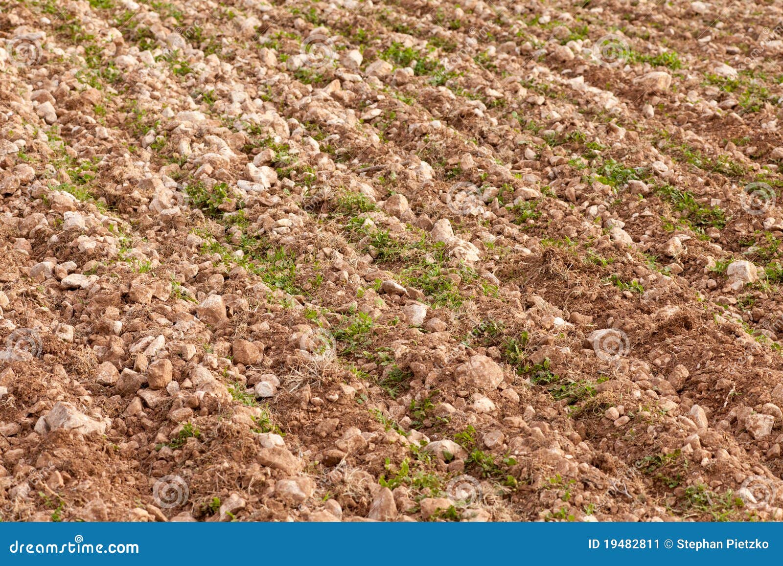 Rows of Young Green on Poor Field. Stock Image - Image of fertile ...