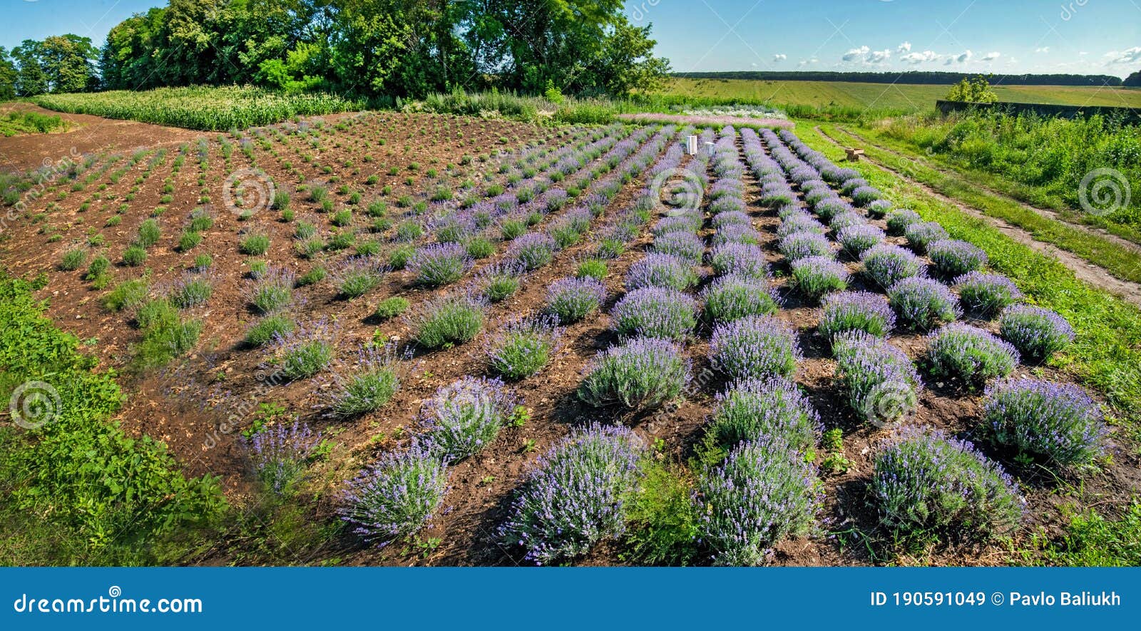 Young Lavender Bushes in a Garden, Top View, Geometry Stock Image ...