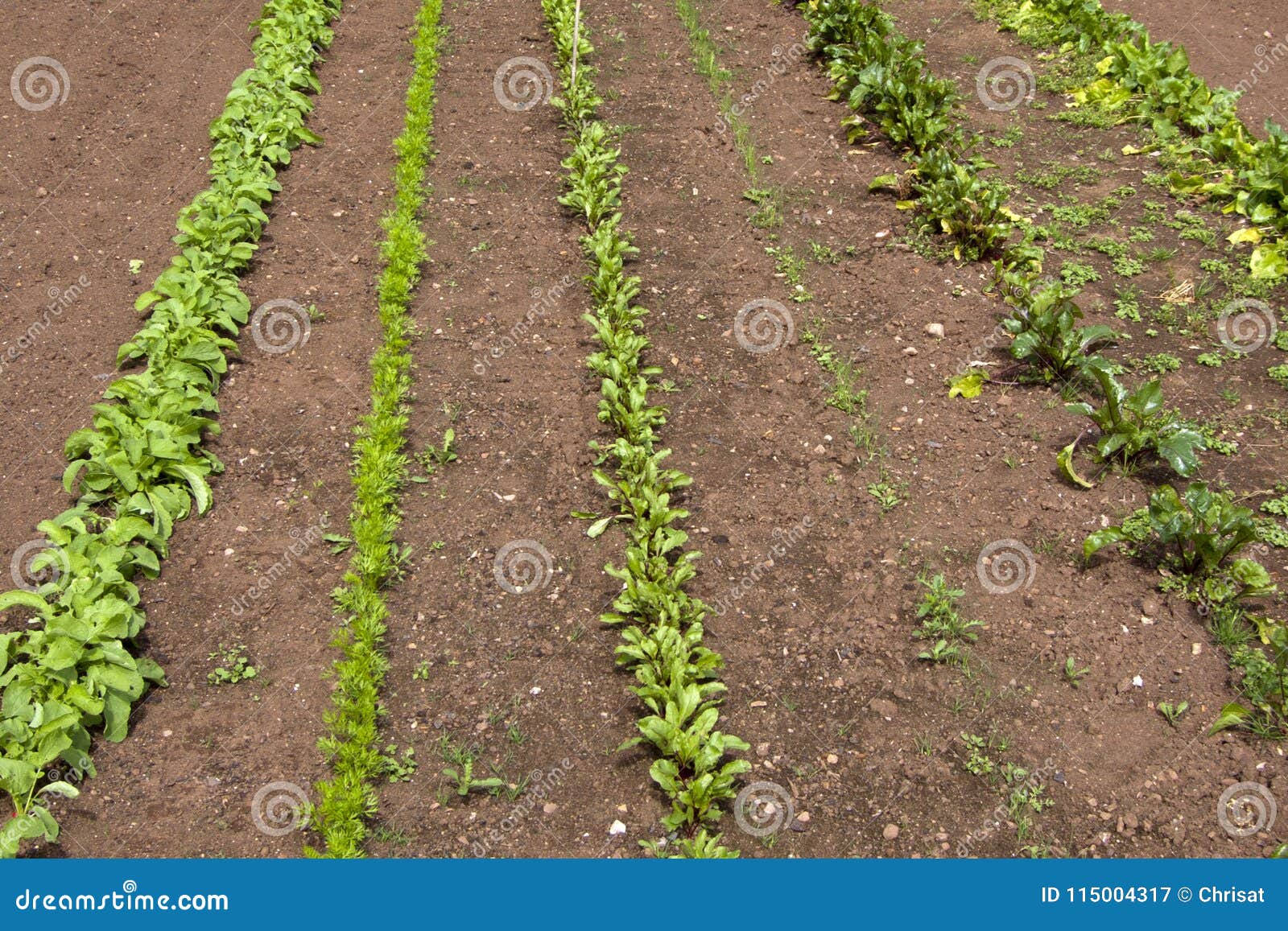 Various Vegetable Seedlings in Rows Stock Image - Image of plants ...
