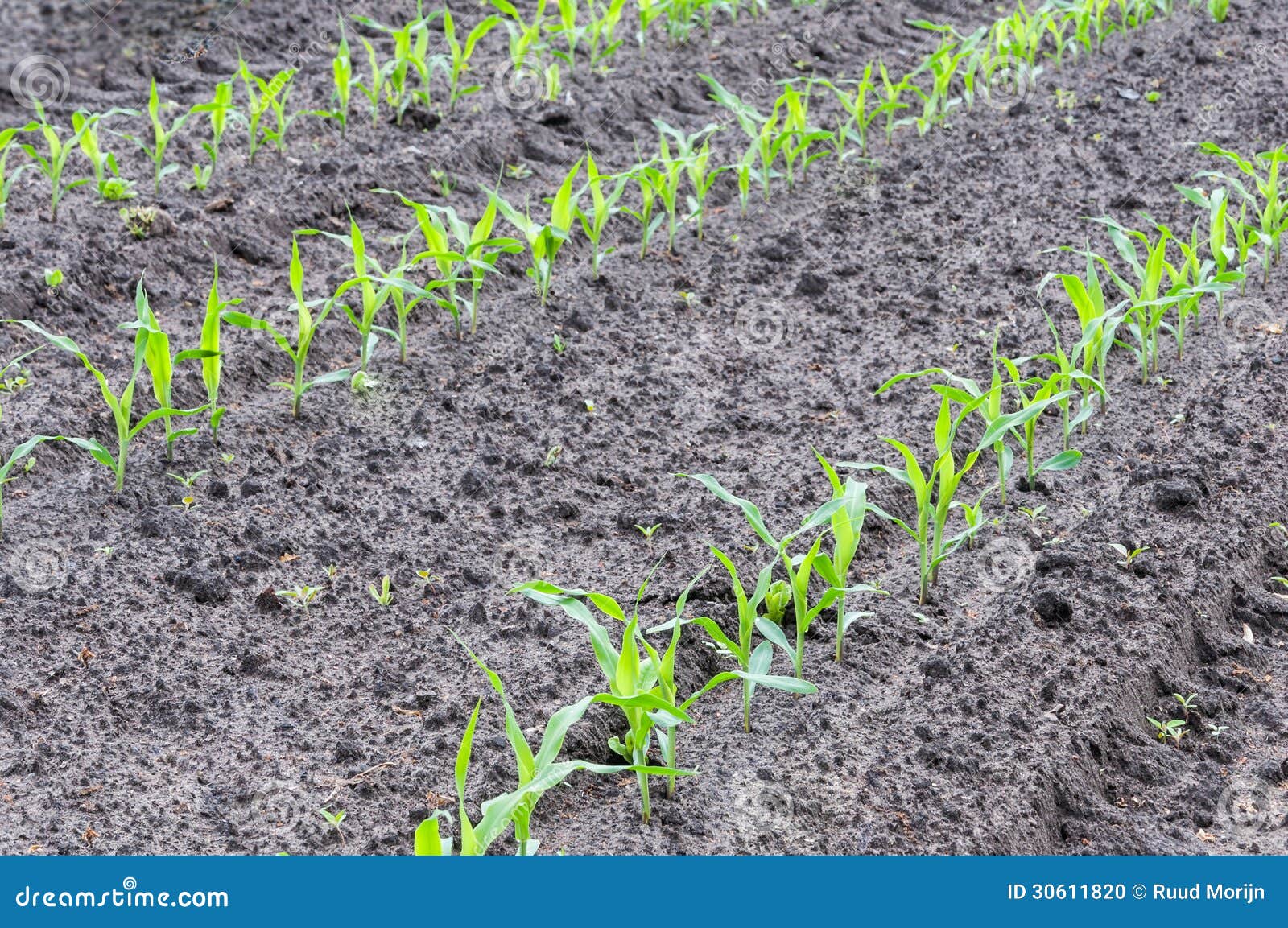 Rows of Young Maize Plants in Earth Stock Photo - Image of diagonal ...