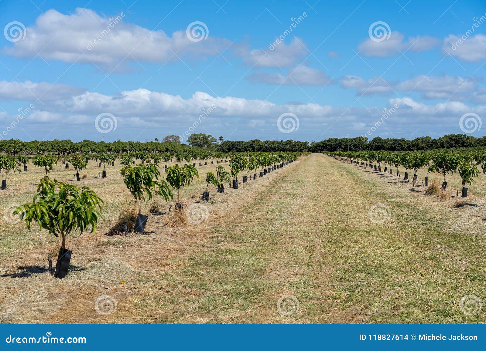 Rows of Young Mango Trees on a Plantation Stock Photo - Image of ...