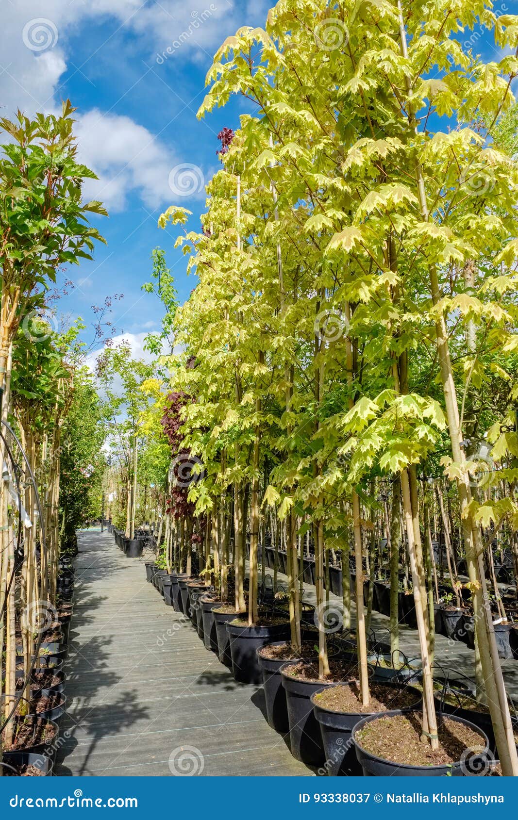 Rows of Young Maple Trees in Plastic Pots. Stock Image - Image of ...