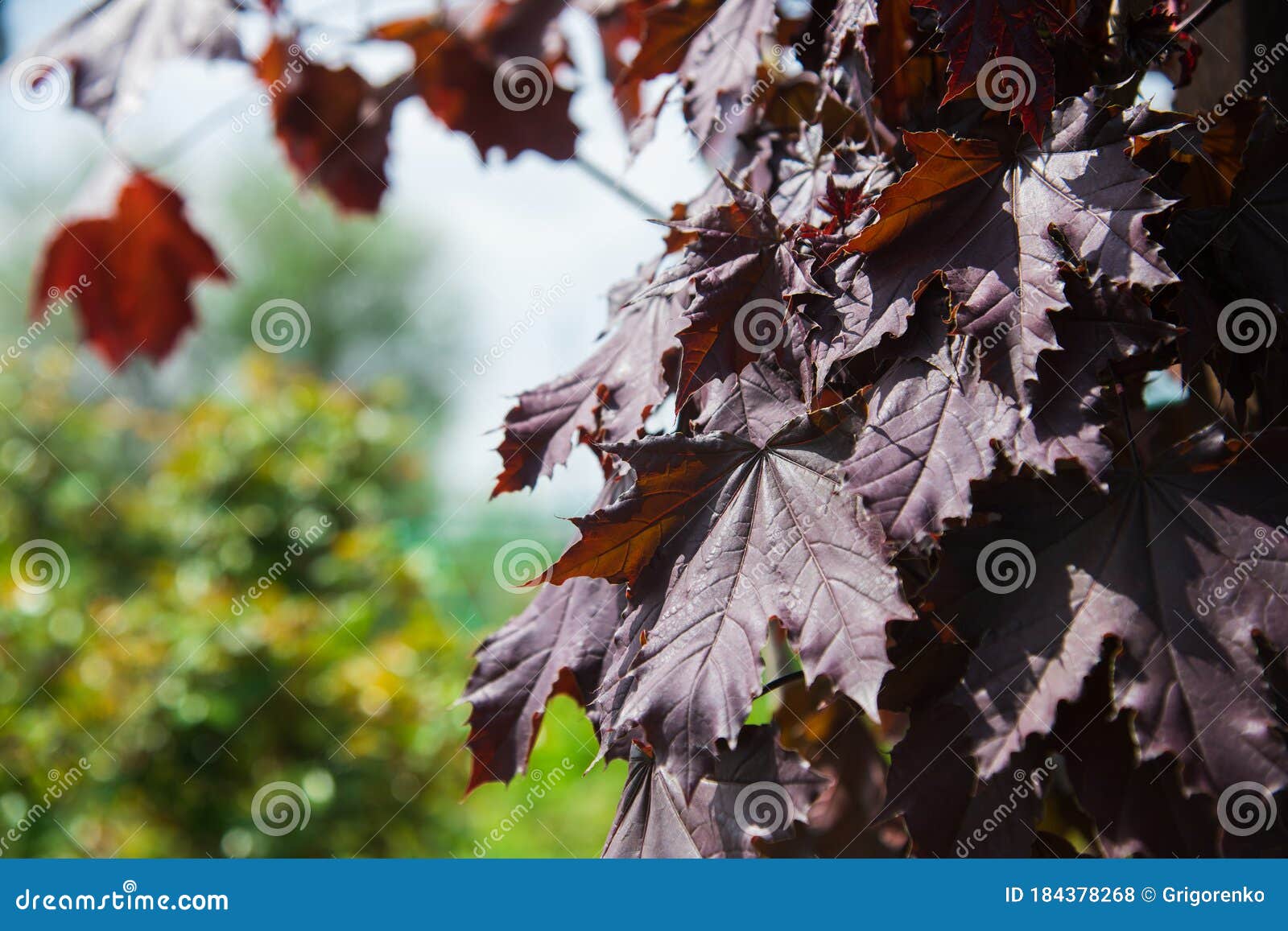 Rows of Young Maple Trees in Plastic Pots on Plant Nursery Stock Photo ...
