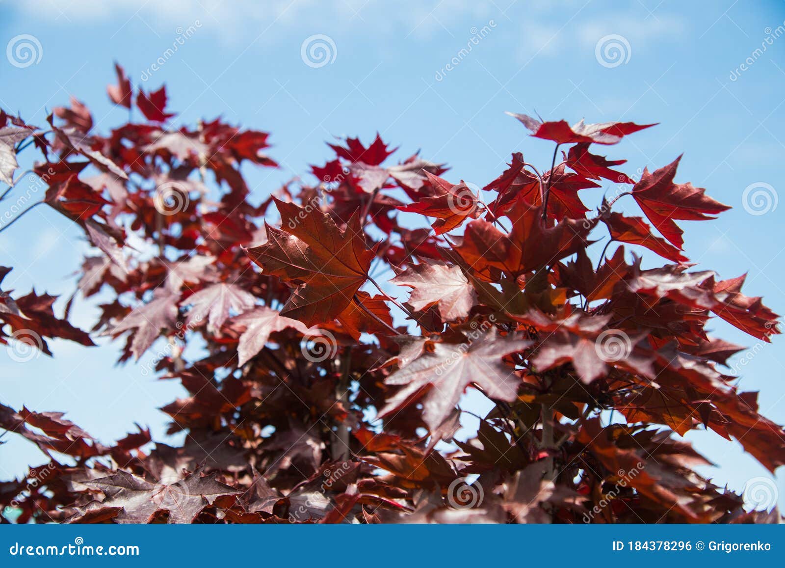 Rows of Young Maple Trees in Plastic Pots on Plant Nursery Stock Photo ...