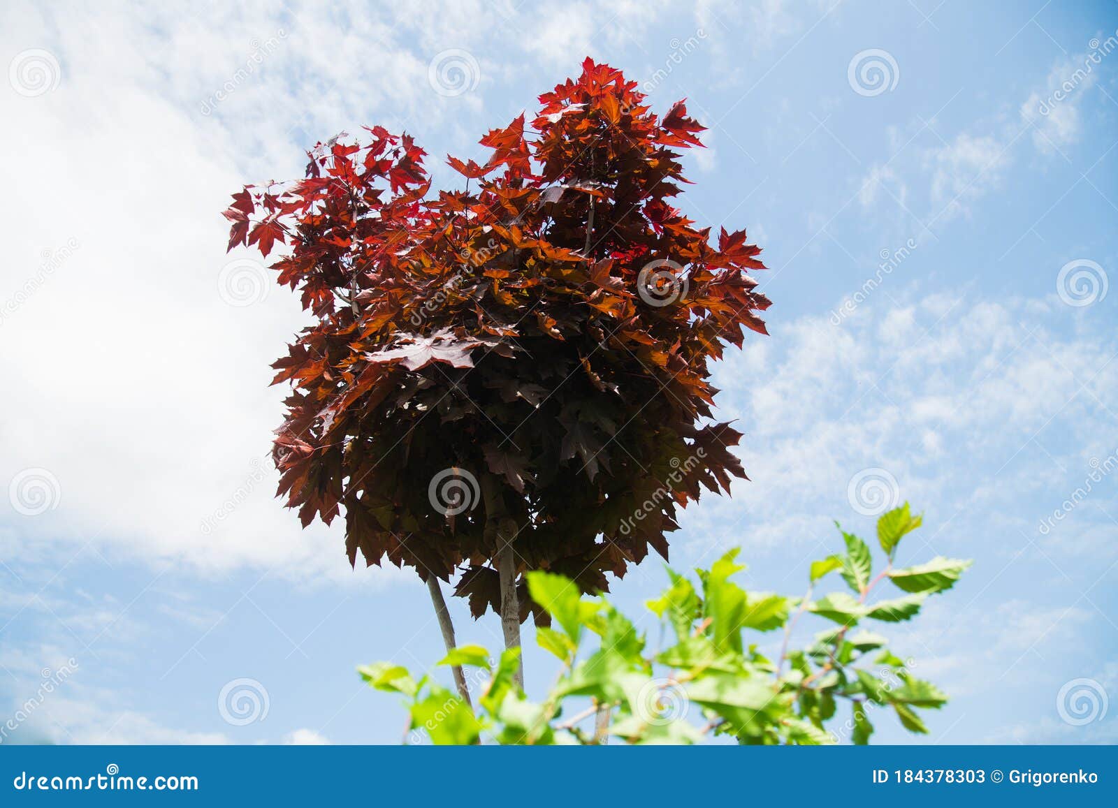 Rows of Young Maple Trees in Plastic Pots on Plant Nursery Stock Image ...
