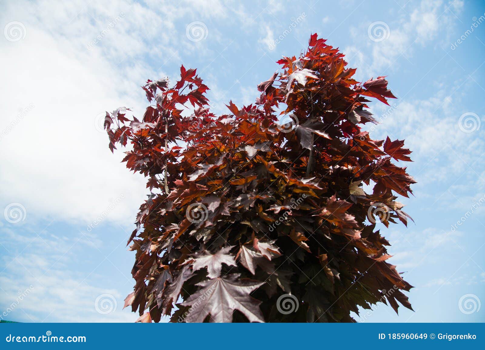 Rows of Young Maple Trees in Plastic Pots on Plant Nursery Stock Image ...