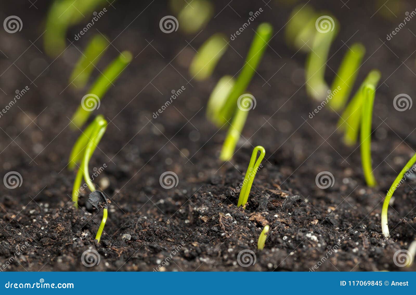 Rows of Young Onion Seedlings Stock Image - Image of green, line: 117069845