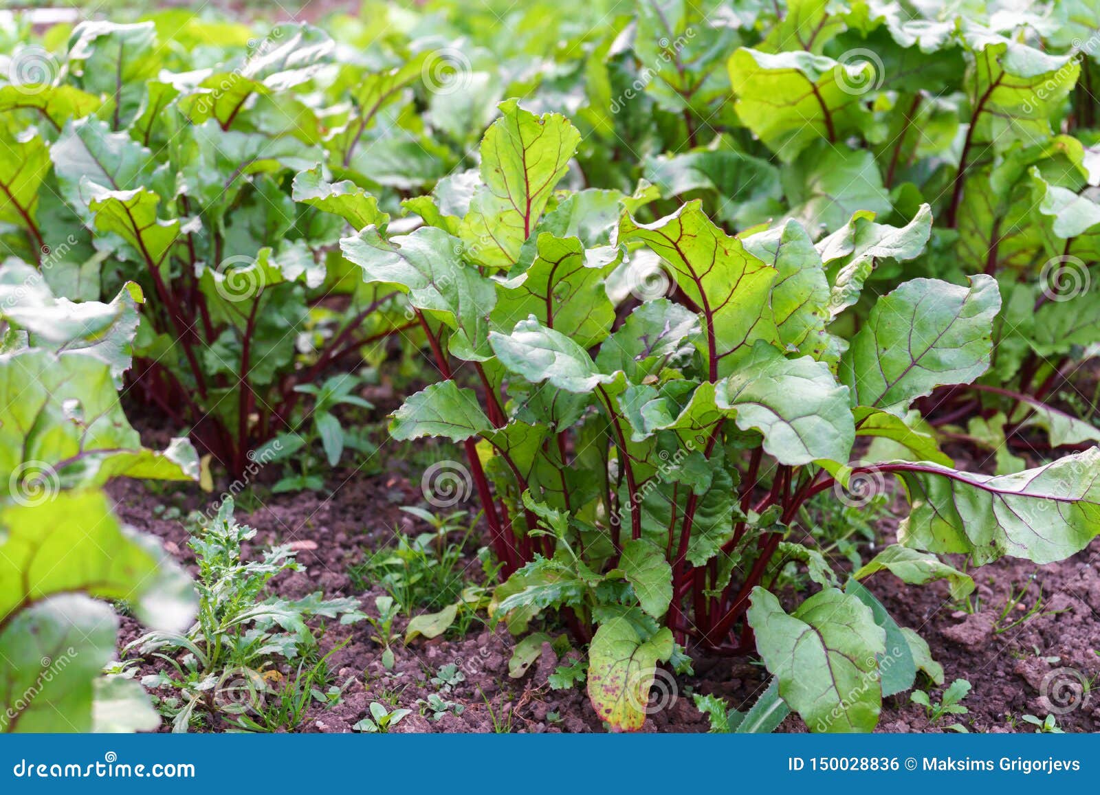 Rows of Young Organic Sprouts of Red Beetroot Growing in the Garden ...